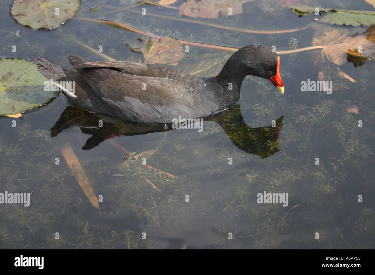Dusky Moorhen, Gallinula tenebrosa, an Australian freshwater bird ...