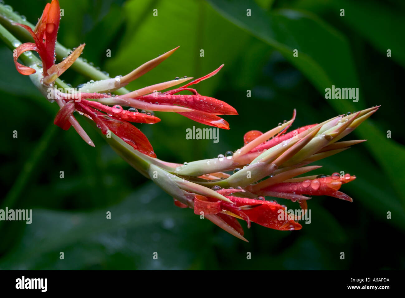 Red flower of the edible Canna, Canna edulis or Achira. Also known as ...
