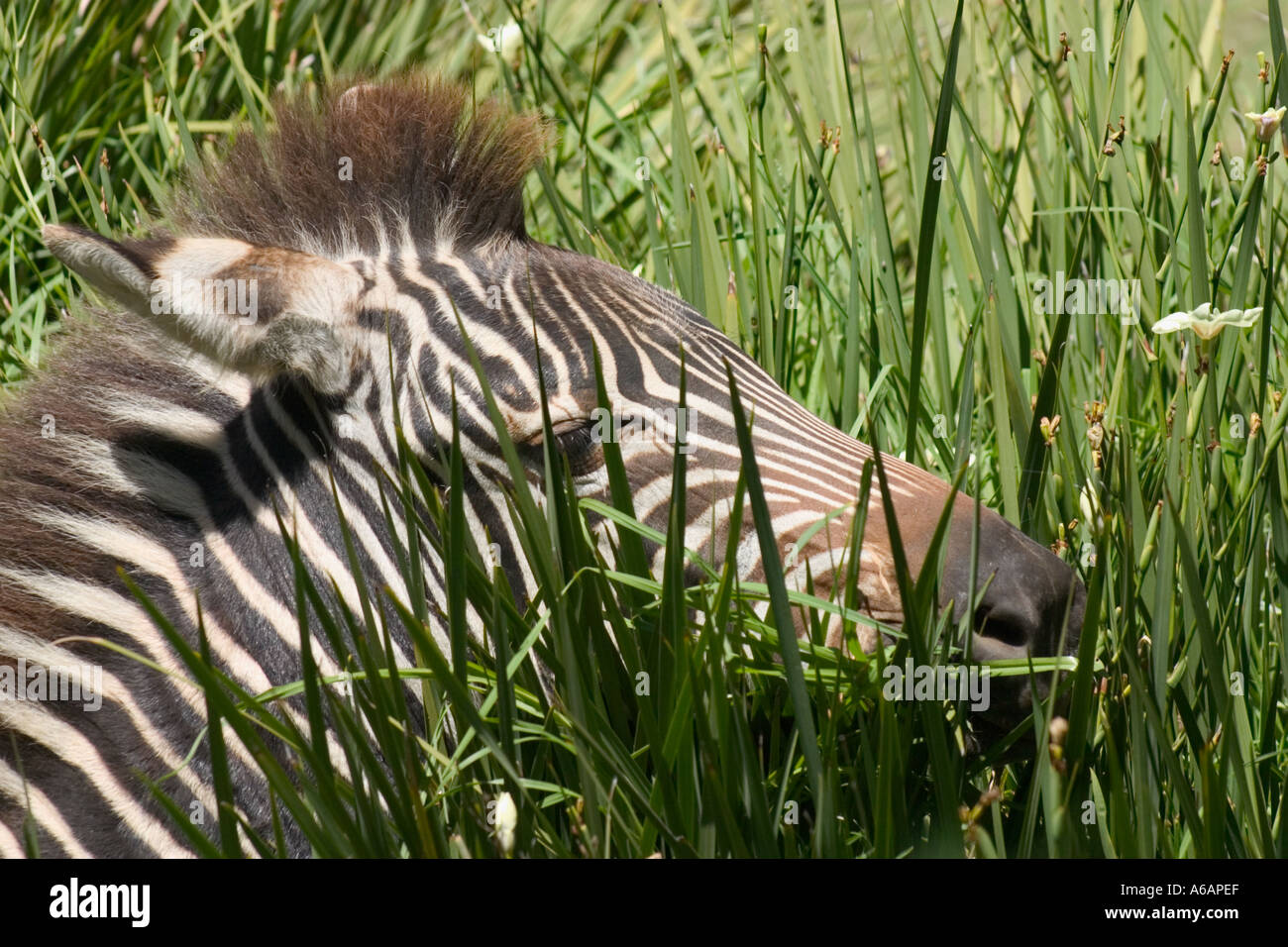Chapmans zebra zoo hi-res stock photography and images - Alamy