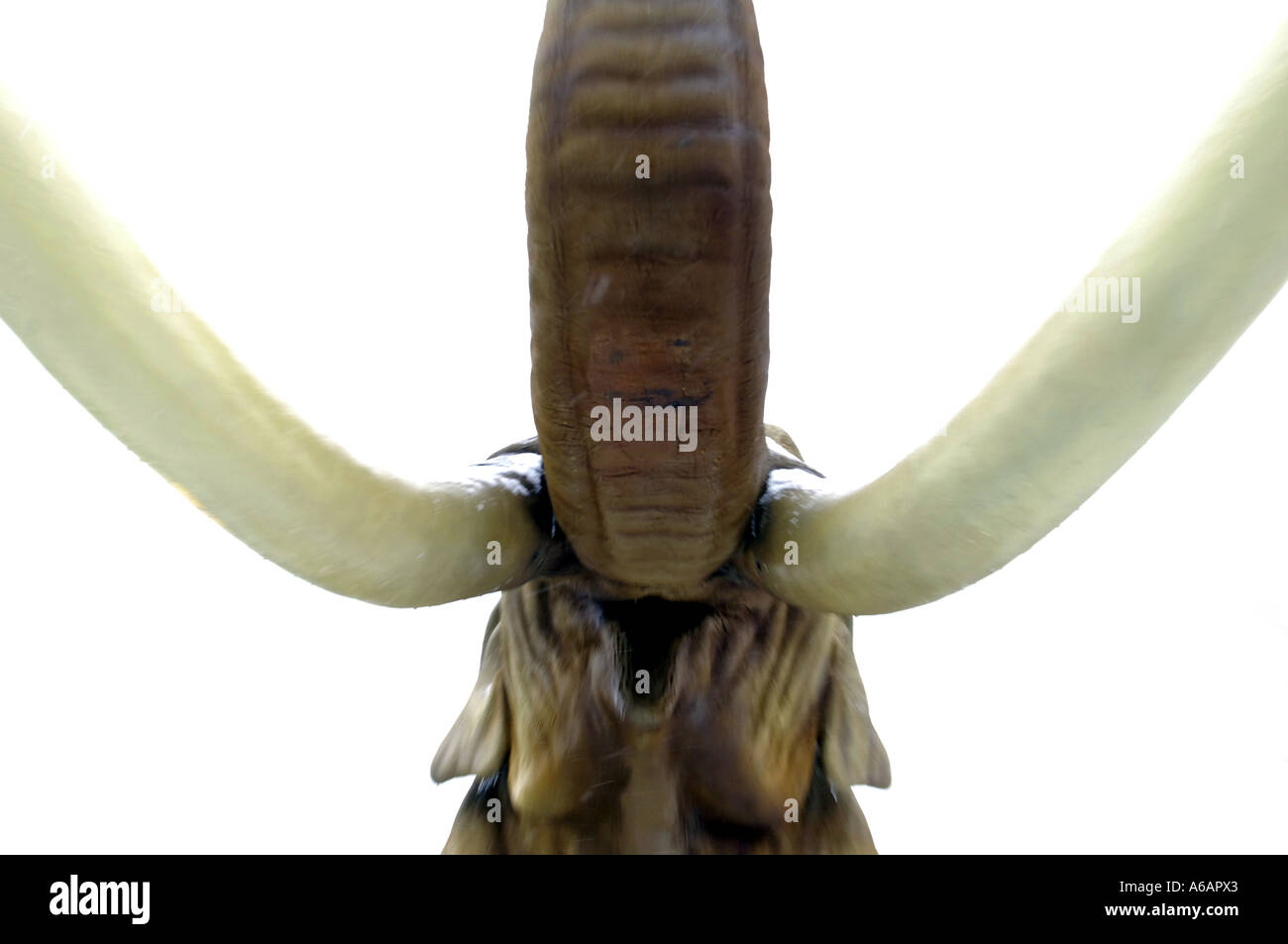 mammoth elephant dinosaur ancient creature prehistoric tusks large ...