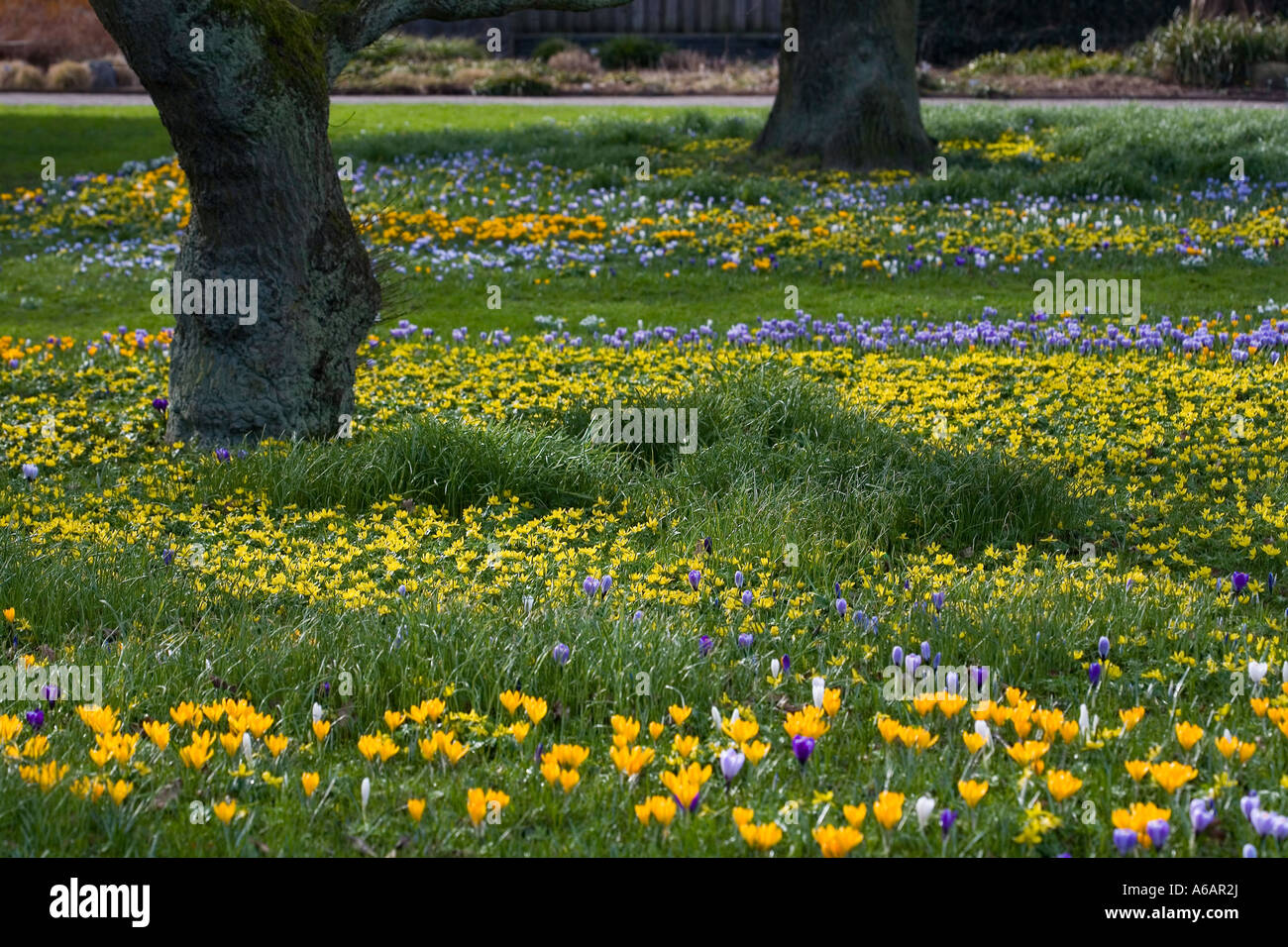 Spring flowers in the lawn Stock Photo - Alamy