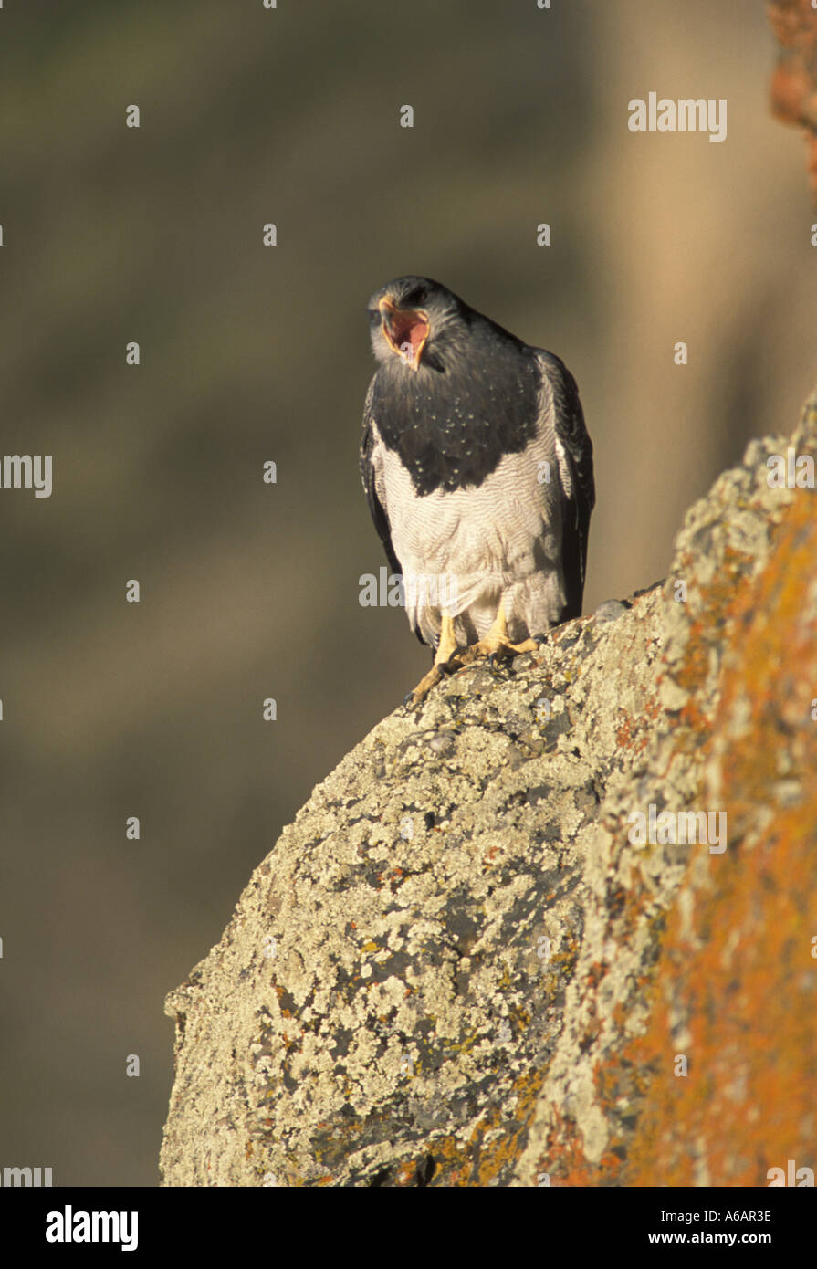 Black Chested Buzzard Eagle on rock calling to mate,Torres del Paine ...
