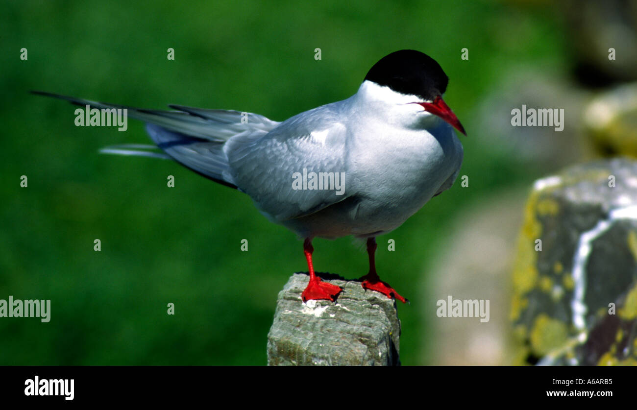 Common Tern Sterna hirundo Stock Photo - Alamy