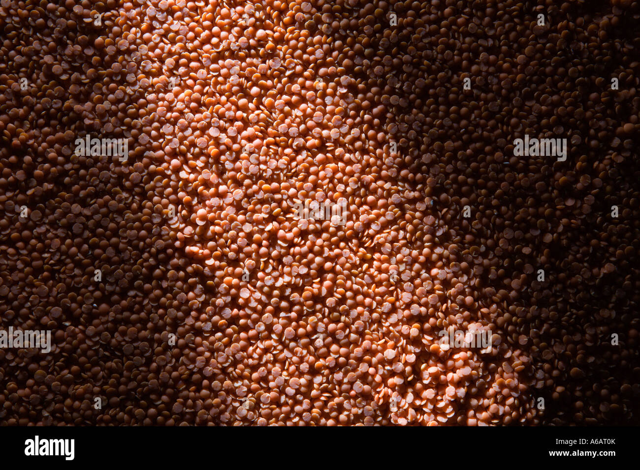Bed of lentils hi-res stock photography and images - Alamy