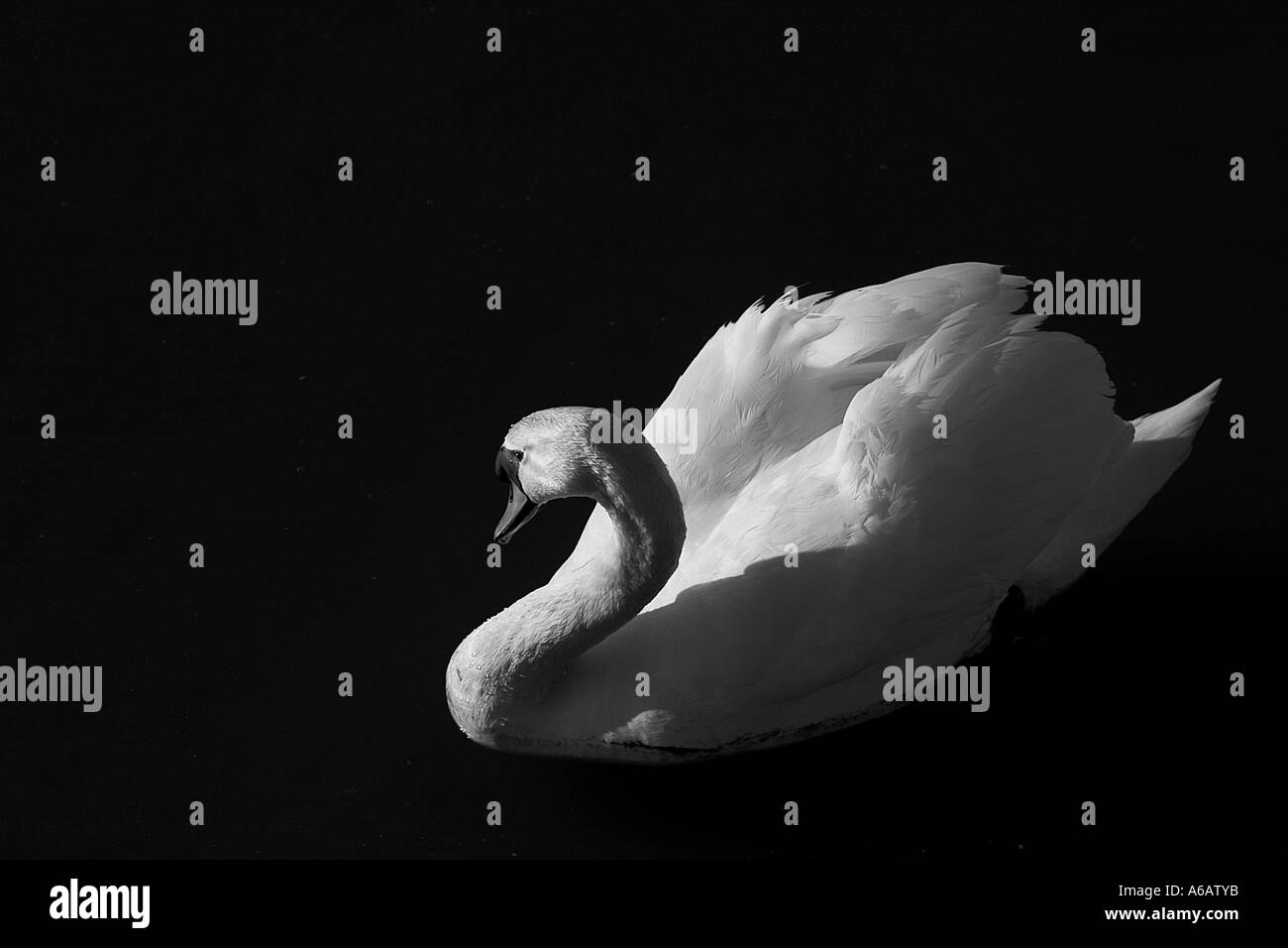 Above the fold Black and White Stock Photos & Images - Alamy