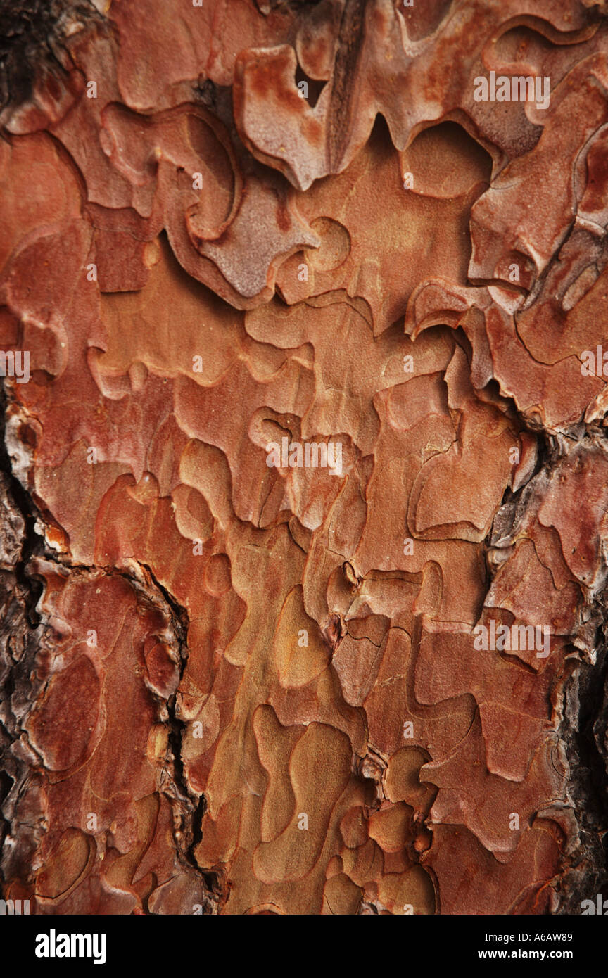 Red pine Pinus resinosa bark Stock Photo - Alamy
