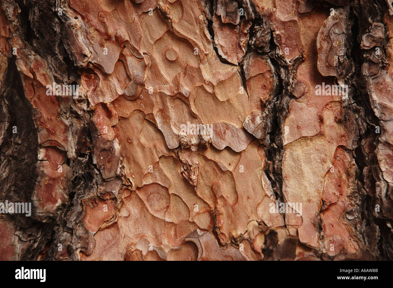 Red pine Pinus resinosa bark Stock Photo - Alamy
