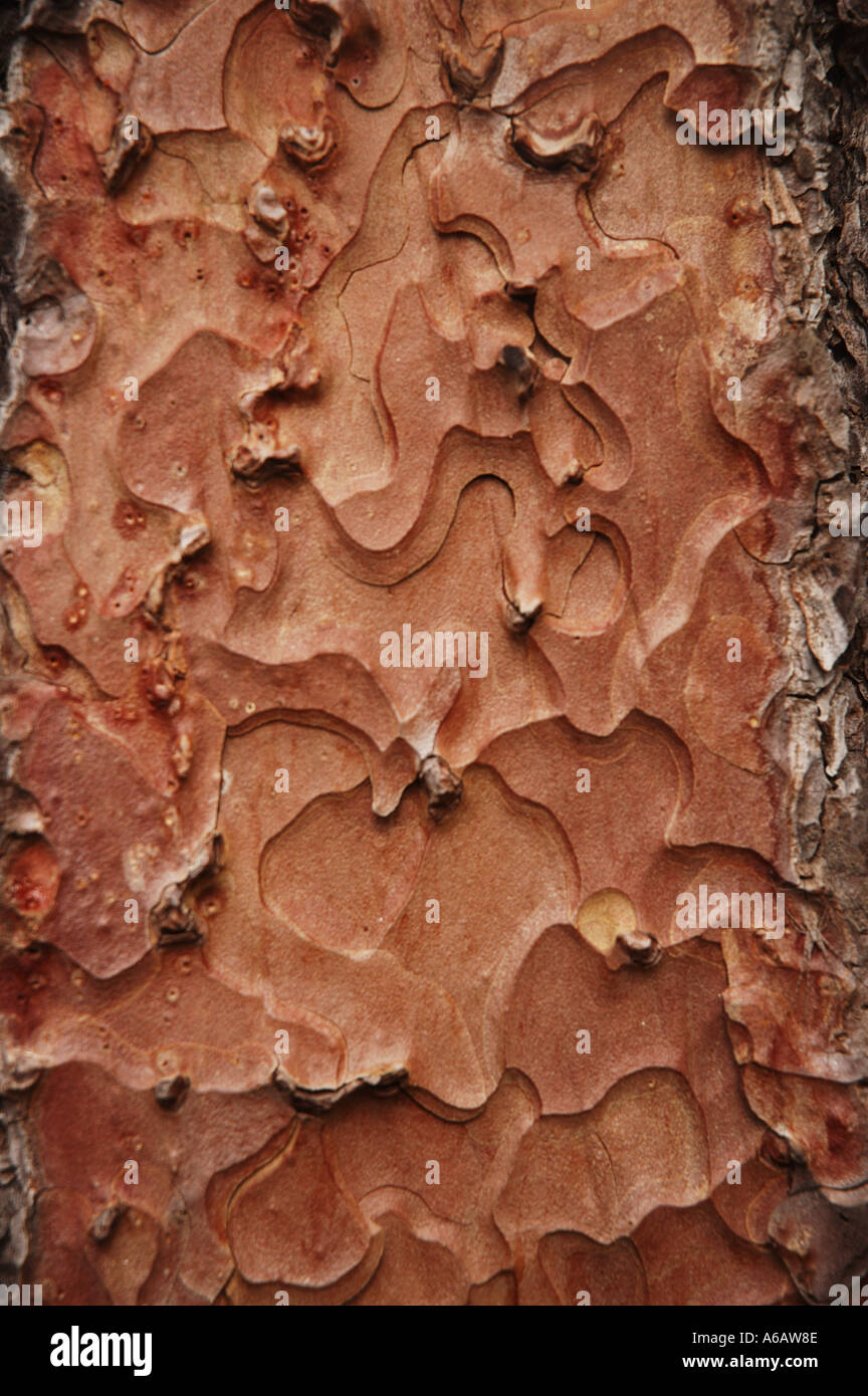 Red pine Pinus resinosa bark Stock Photo - Alamy