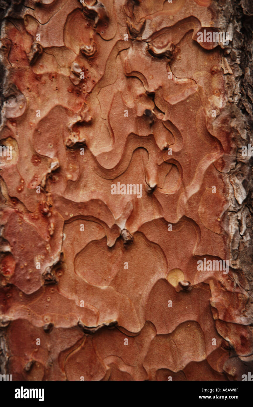 Red pine Pinus resinosa bark Stock Photo - Alamy