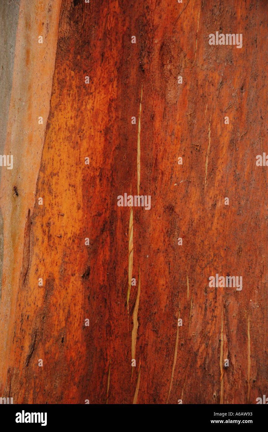 pattern on Eucalyptus tree trunk Stock Photo - Alamy