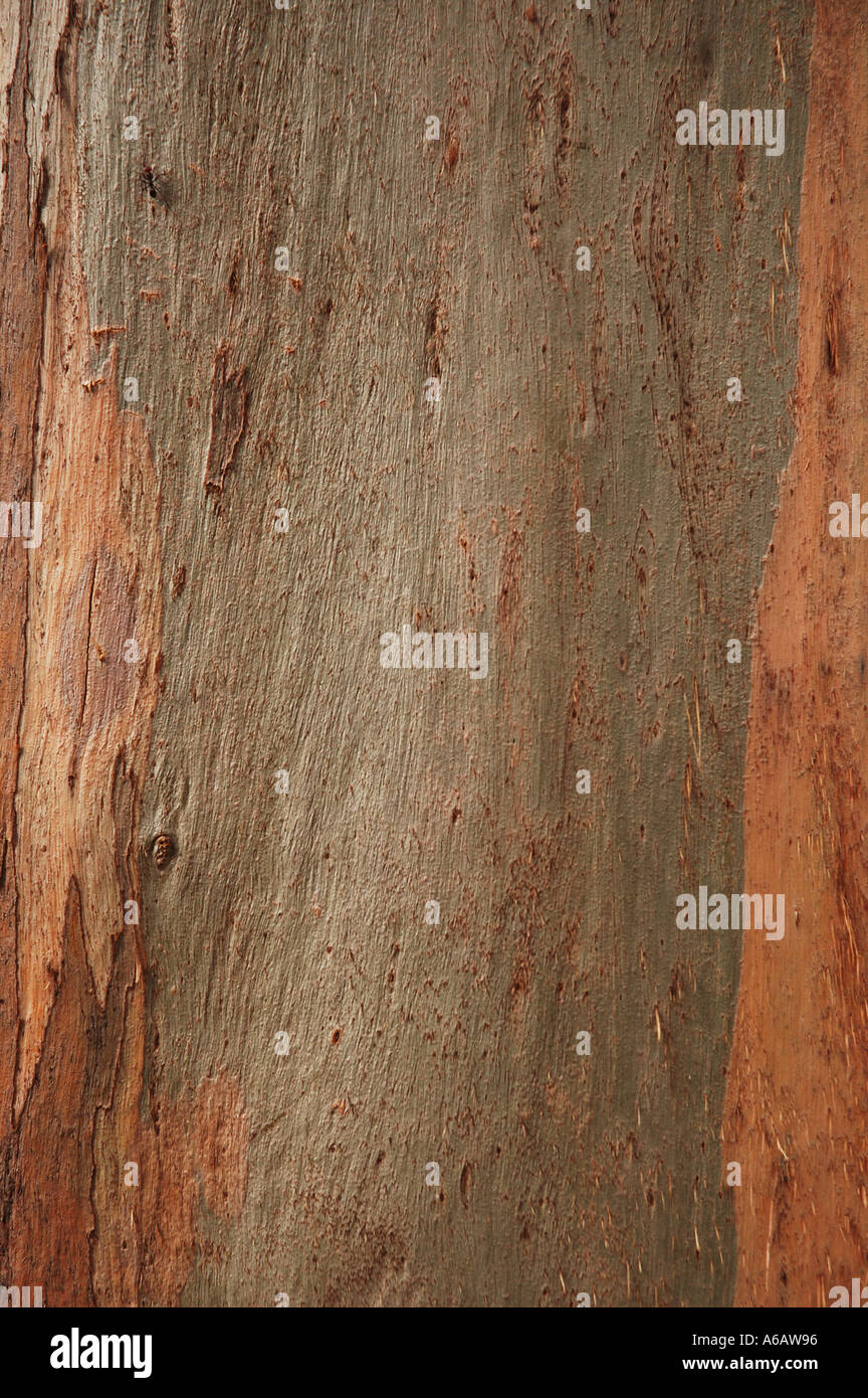 pattern on Eucalyptus tree trunk Stock Photo - Alamy