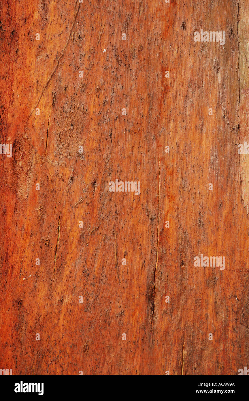 pattern on Eucalyptus tree trunk Stock Photo - Alamy