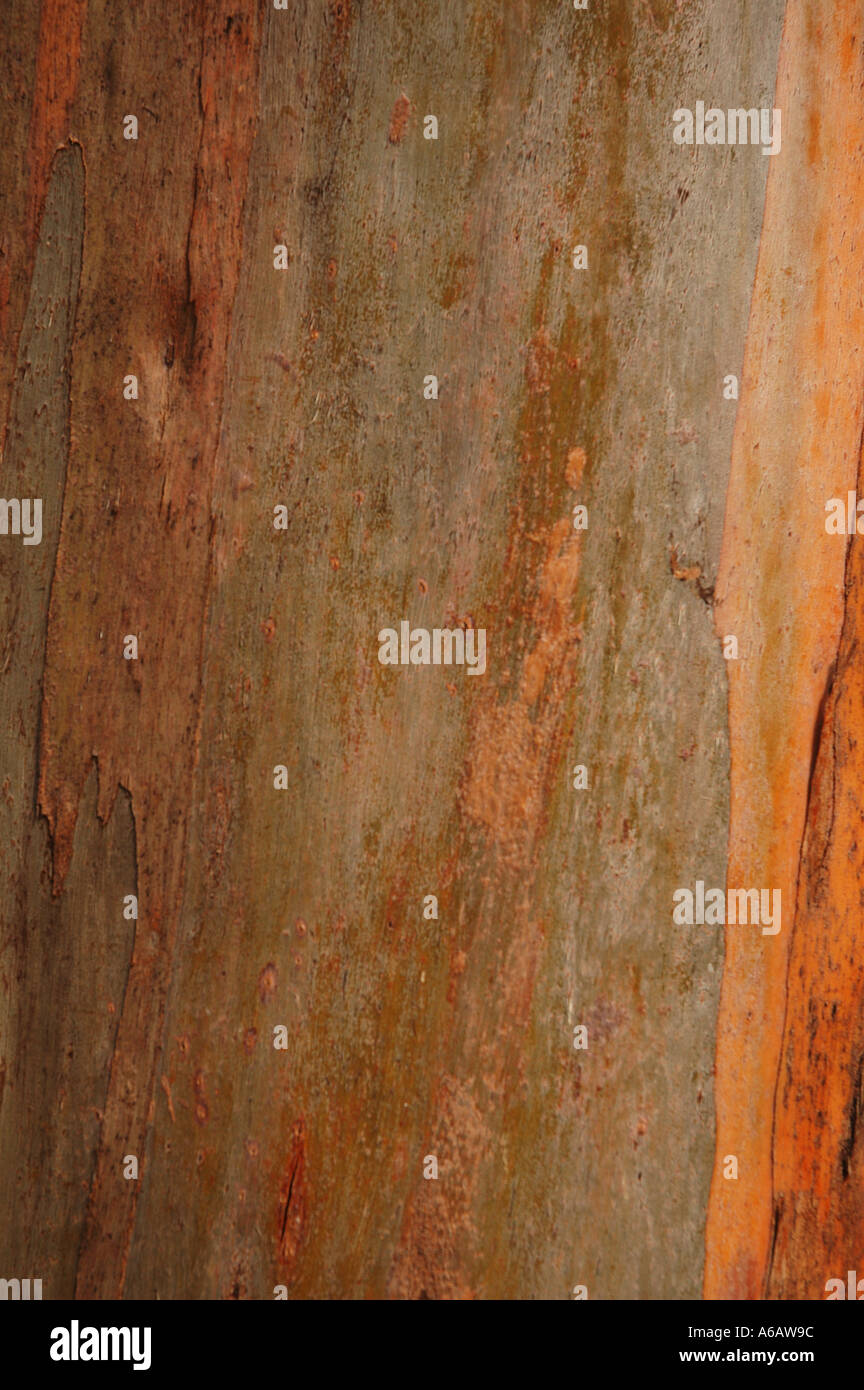 pattern on Eucalyptus tree trunk Stock Photo - Alamy