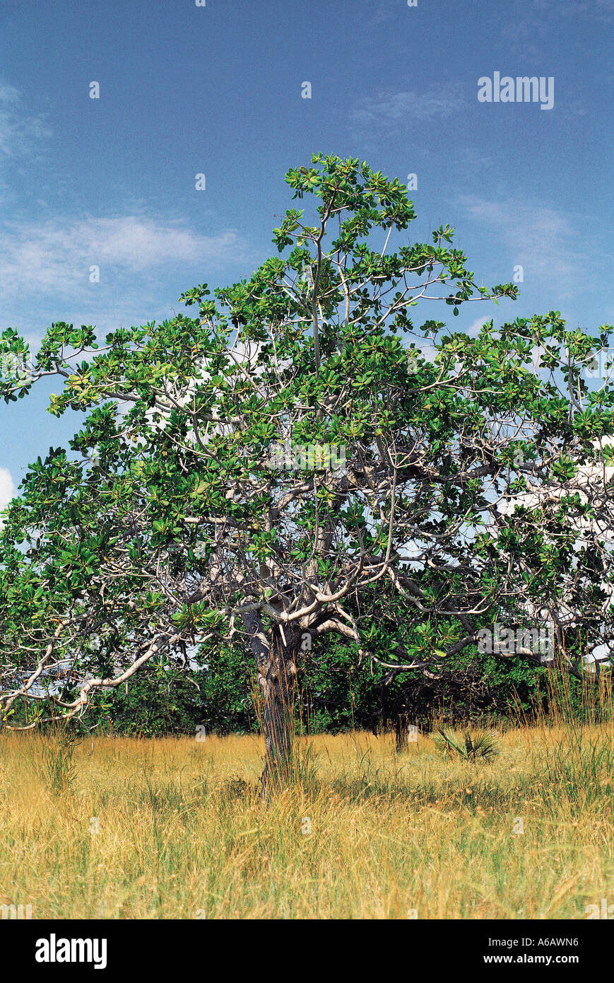 Nut tree kenya hi-res stock photography and images - Alamy