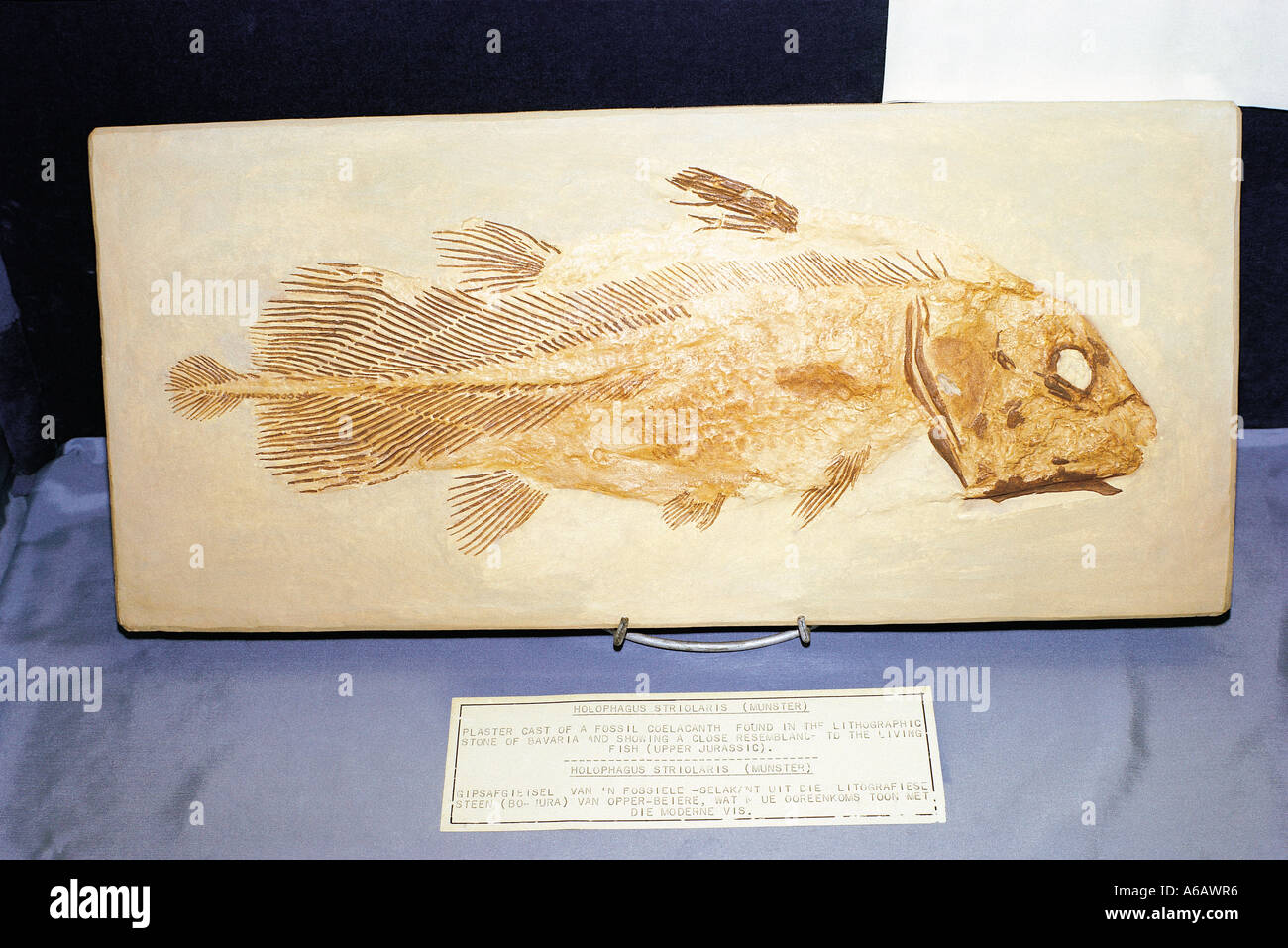 Plaster cast of Coelacanth fossil Durban Museum South Africa Stock ...