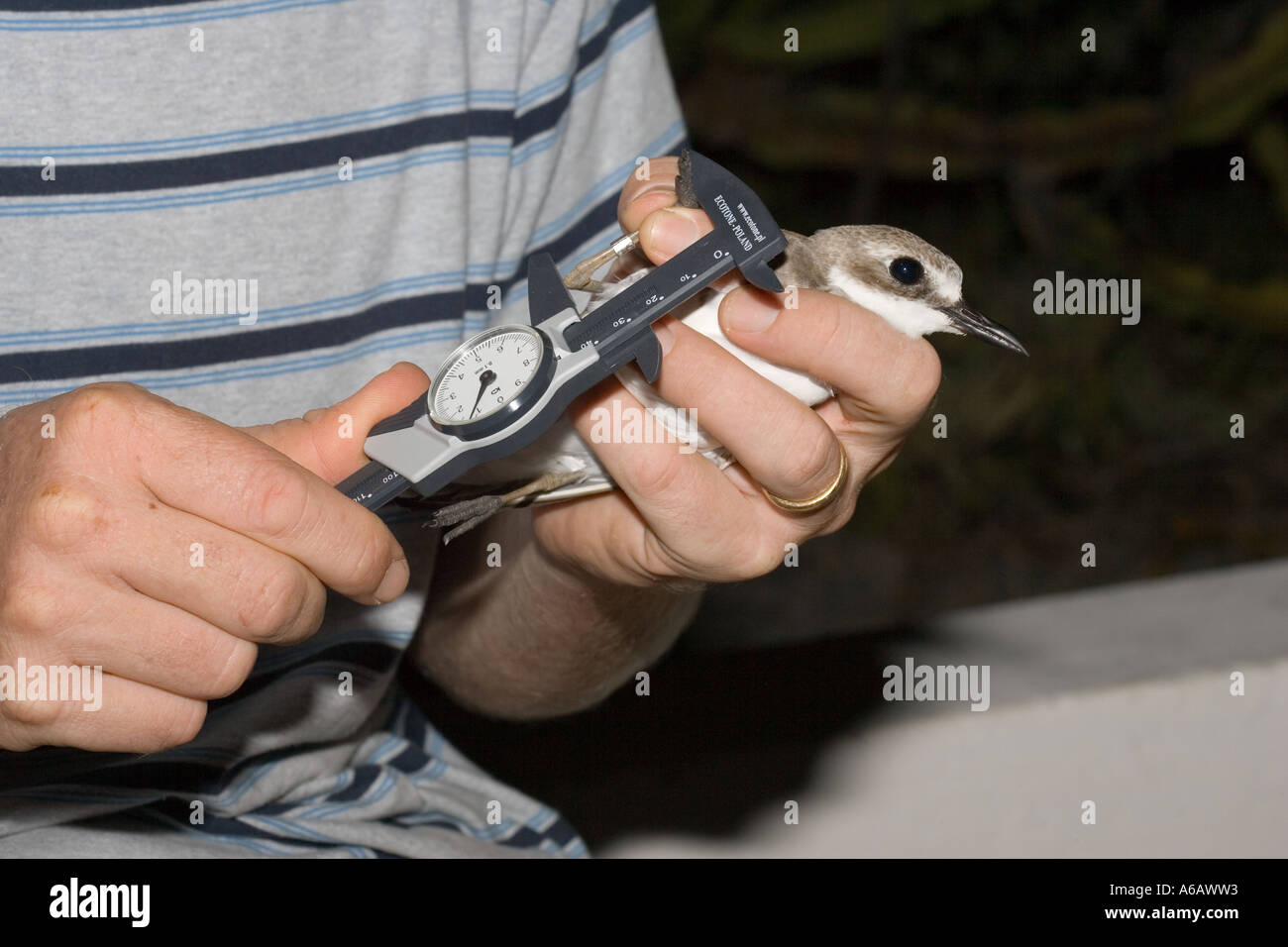 Ornithologist measuring bird caught in mist net at A Rocha Study Centre ...