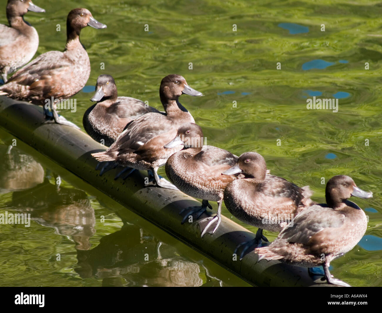 Family of Scaup ducks or Black Teals chilling out along a pipe for a ...