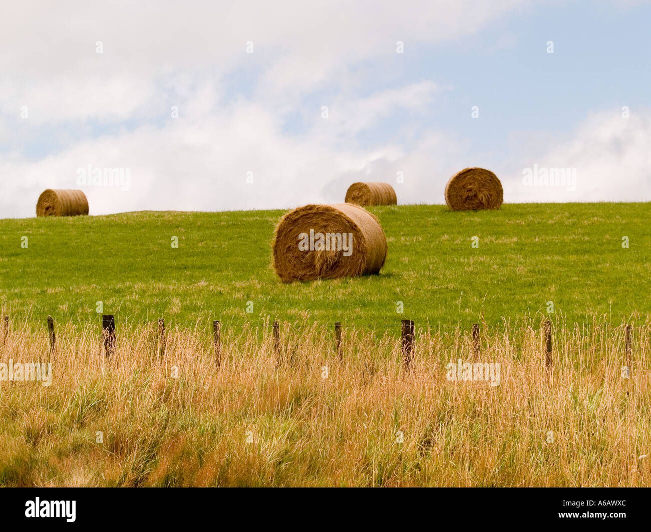 Rolled hay bales lying in a green pasture meadow field Stock Photo - Alamy