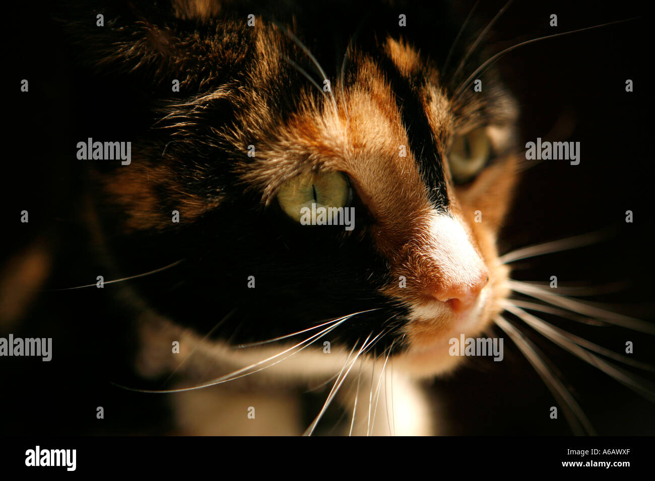 TORTOISESHELL AND WHITE CAT IN WARM SUNLIGHT Stock Photo - Alamy