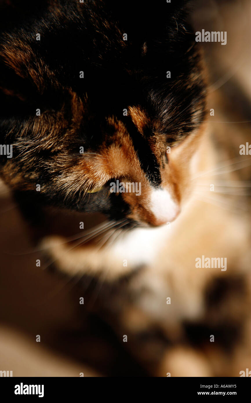 TORTOISESHELL AND WHITE CAT IN WARM SUNLIGHT Stock Photo - Alamy