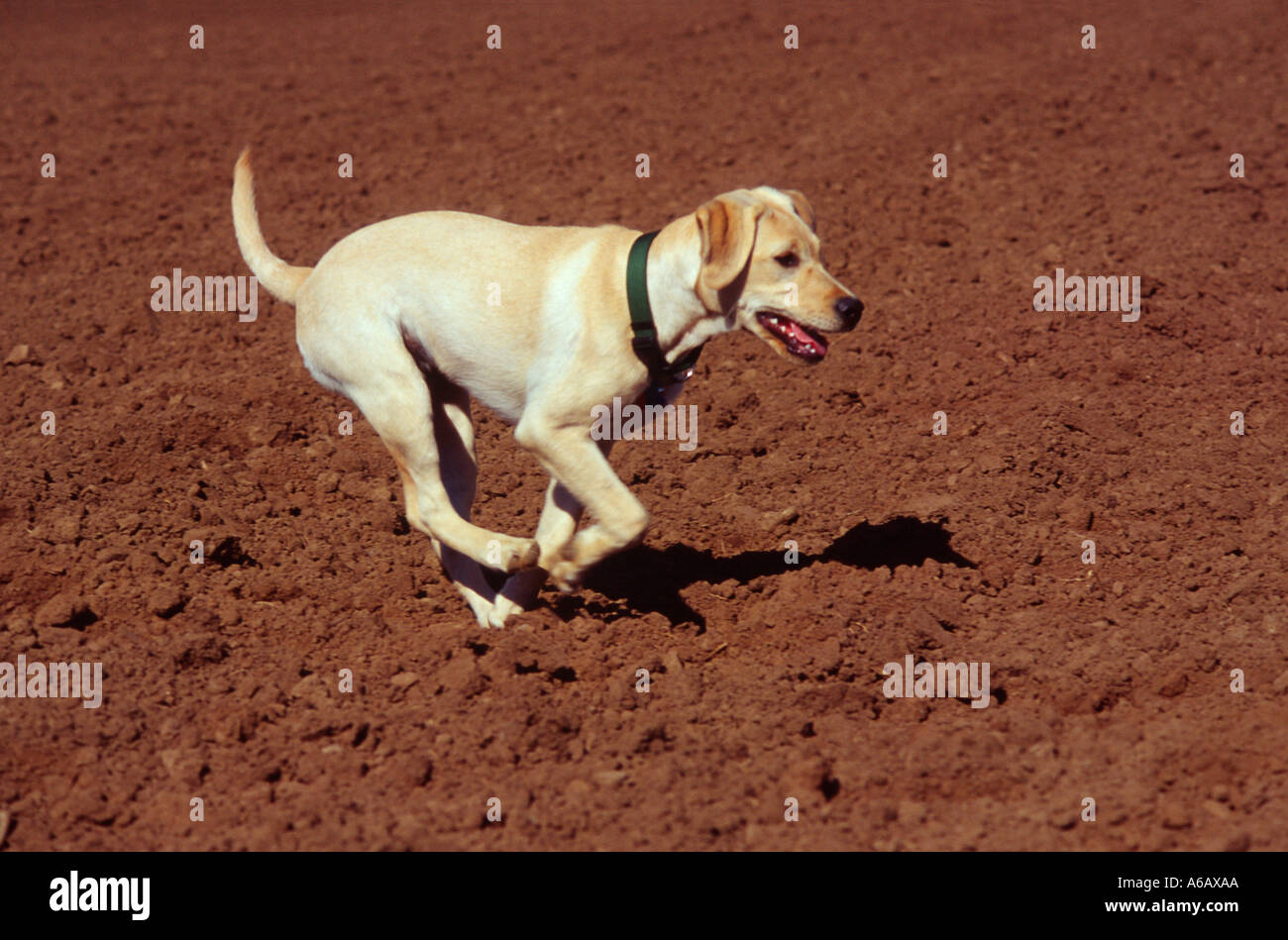 puppy Yellow Labrador Retreiver running on plowed dirt field PR 148 ...