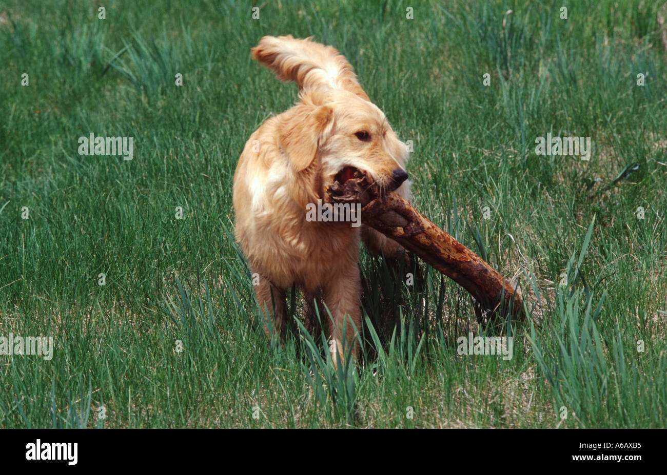dog Golden Retriever carrying tree branch in meadow PR 164 Stock Photo ...