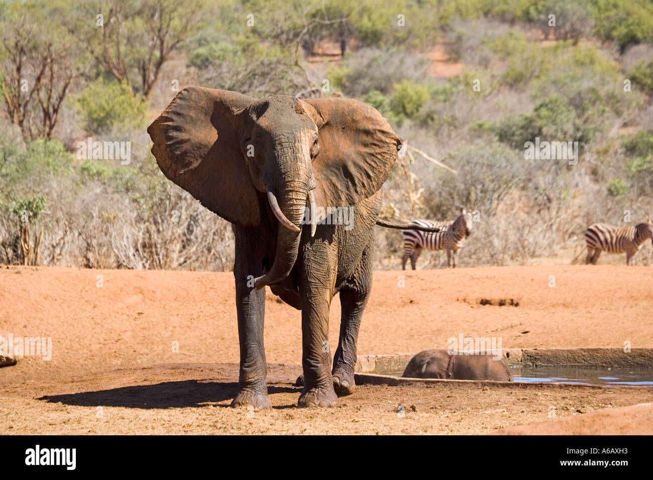 Angry African Elephant cow trying to rescue young calf from waterhole ...