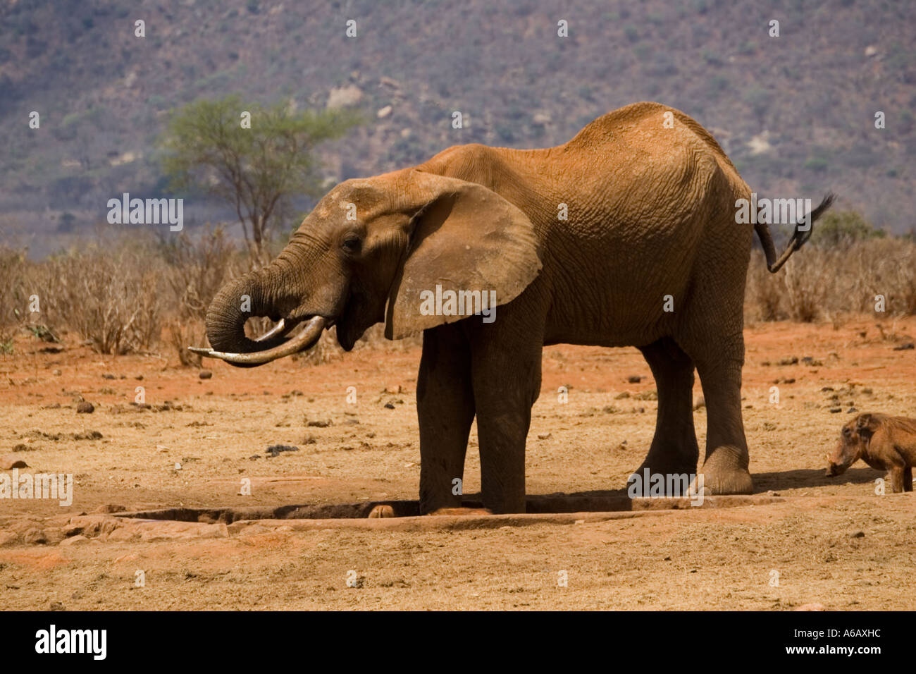 Artificial elephant hi-res stock photography and images - Alamy