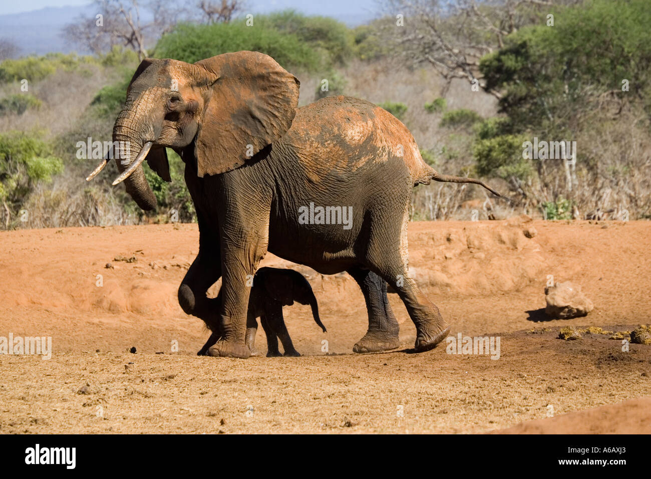 Cow elephant who has just rescued young calf from artificial water hole ...