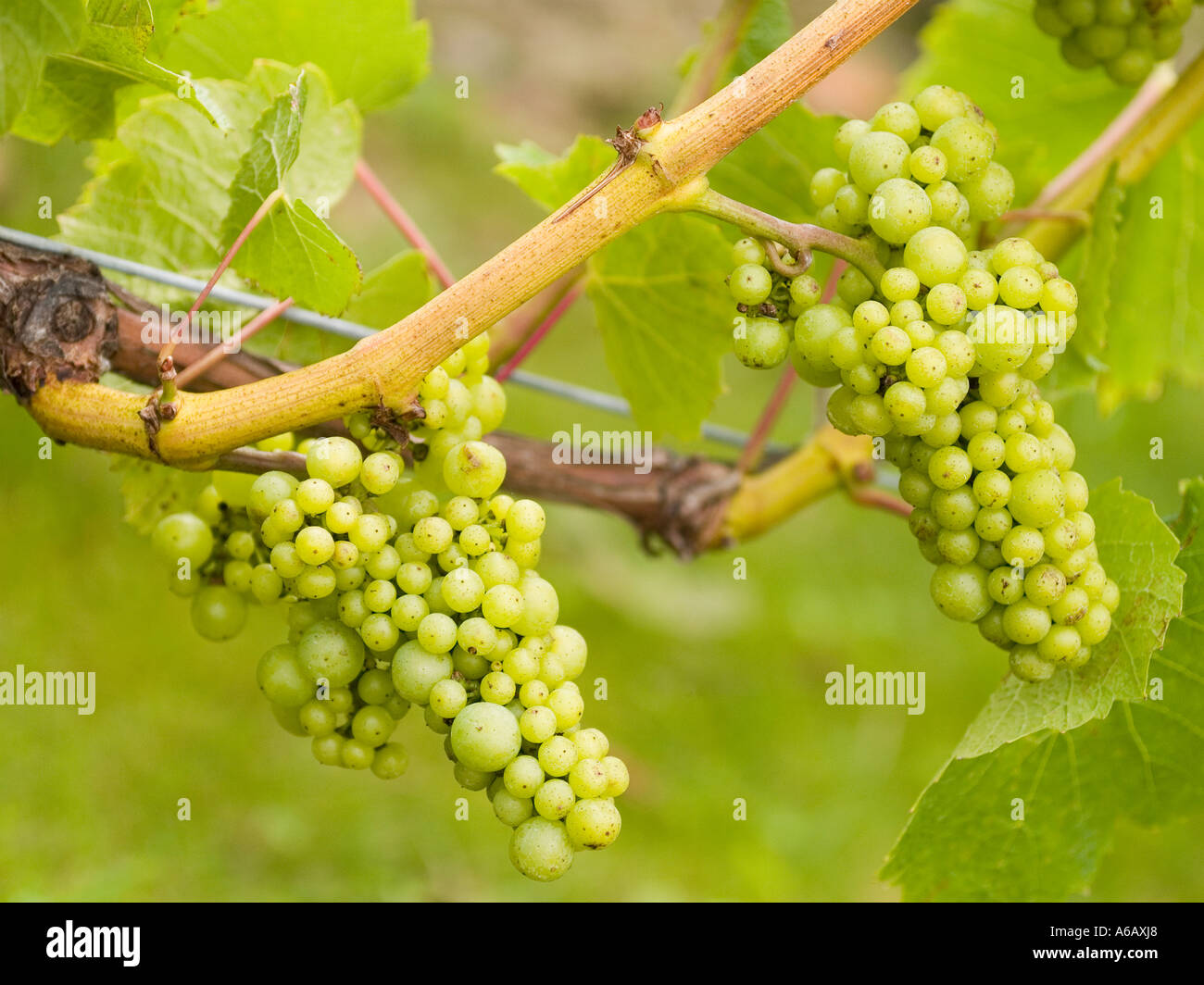 Vitis Vinifera white wine grape bunches ripening on a grapevine Stock ...