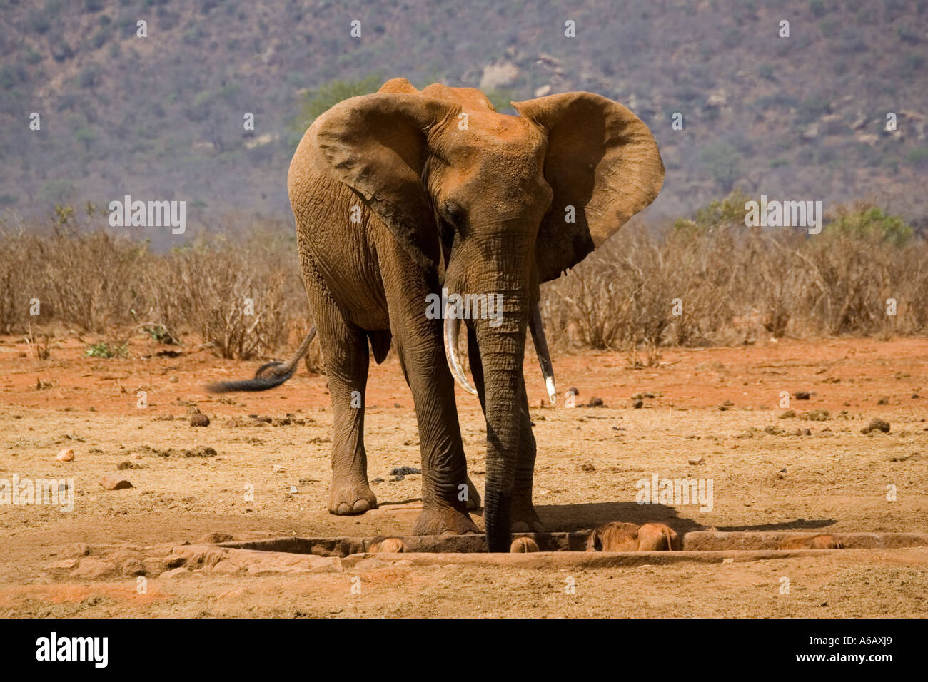 Artificial elephant hi-res stock photography and images - Alamy