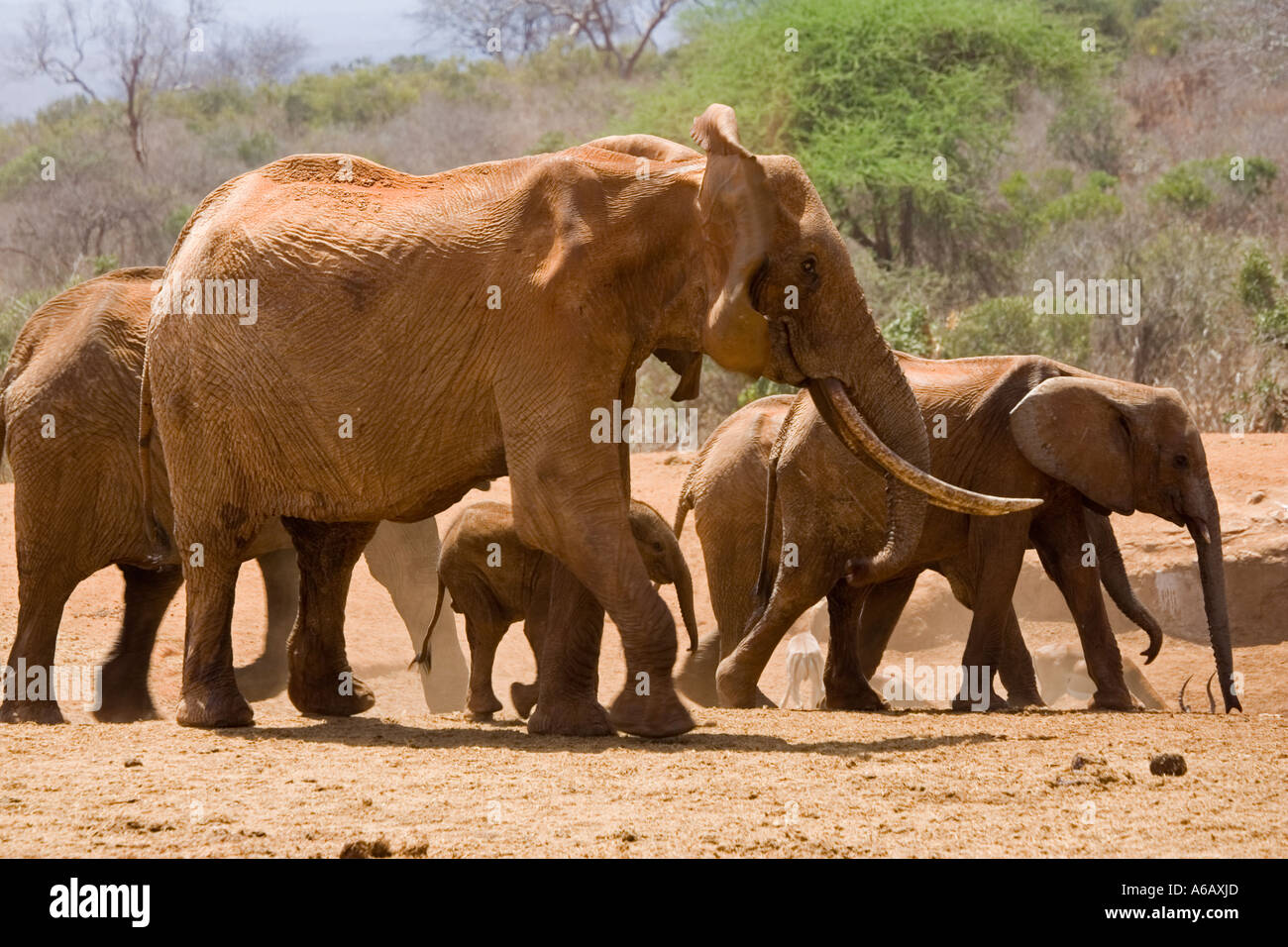 Artificial elephant hi-res stock photography and images - Alamy