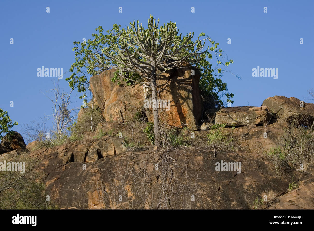 Candelabra euphorbia Tsavo National Park West Kenya East Africa Stock ...