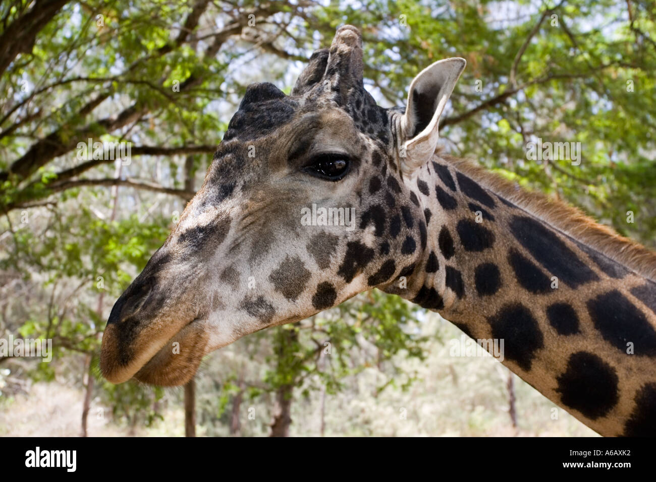 Bamburi Cement High Resolution Stock Photography and Images - Alamy