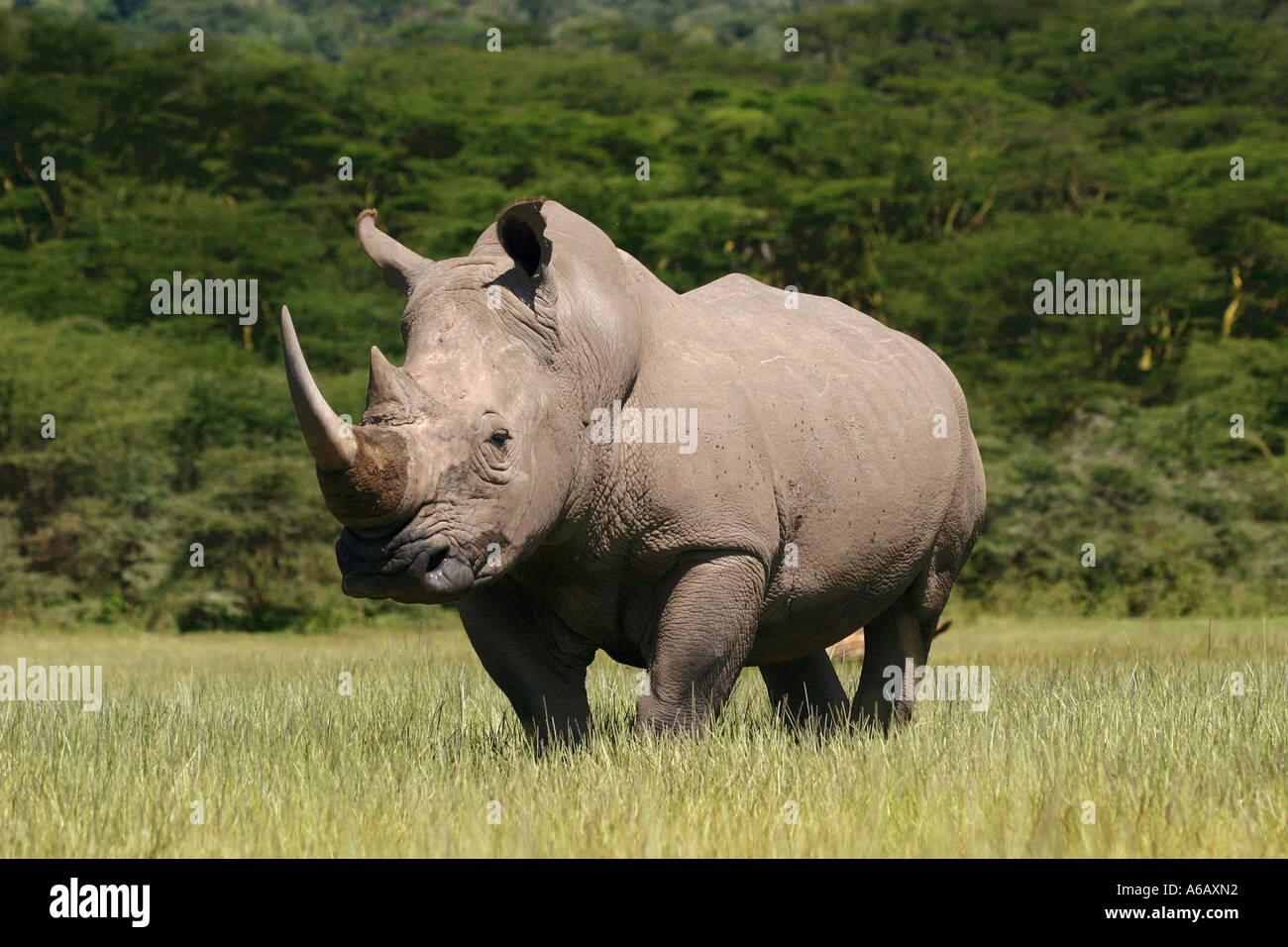 Bull white rhinoceros hi-res stock photography and images - Alamy