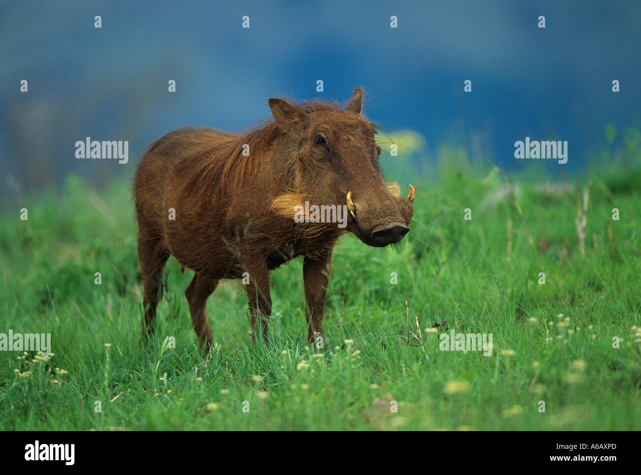 wart hog standing on meadow Phacochoerus aethiopicus Stock Photo - Alamy
