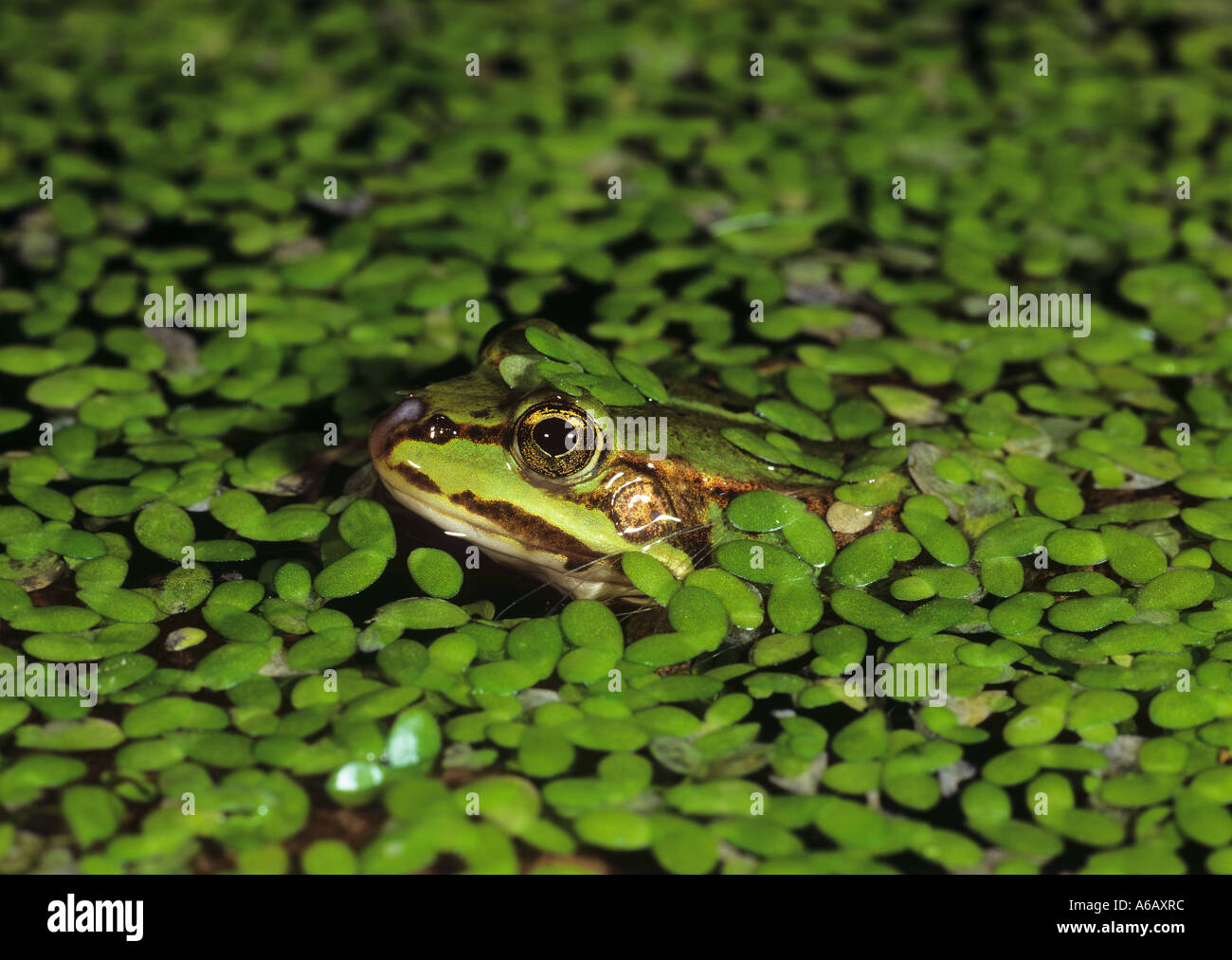 European Edible Frog (Pelophylax kl. esculentus) resting in a duckweed ...