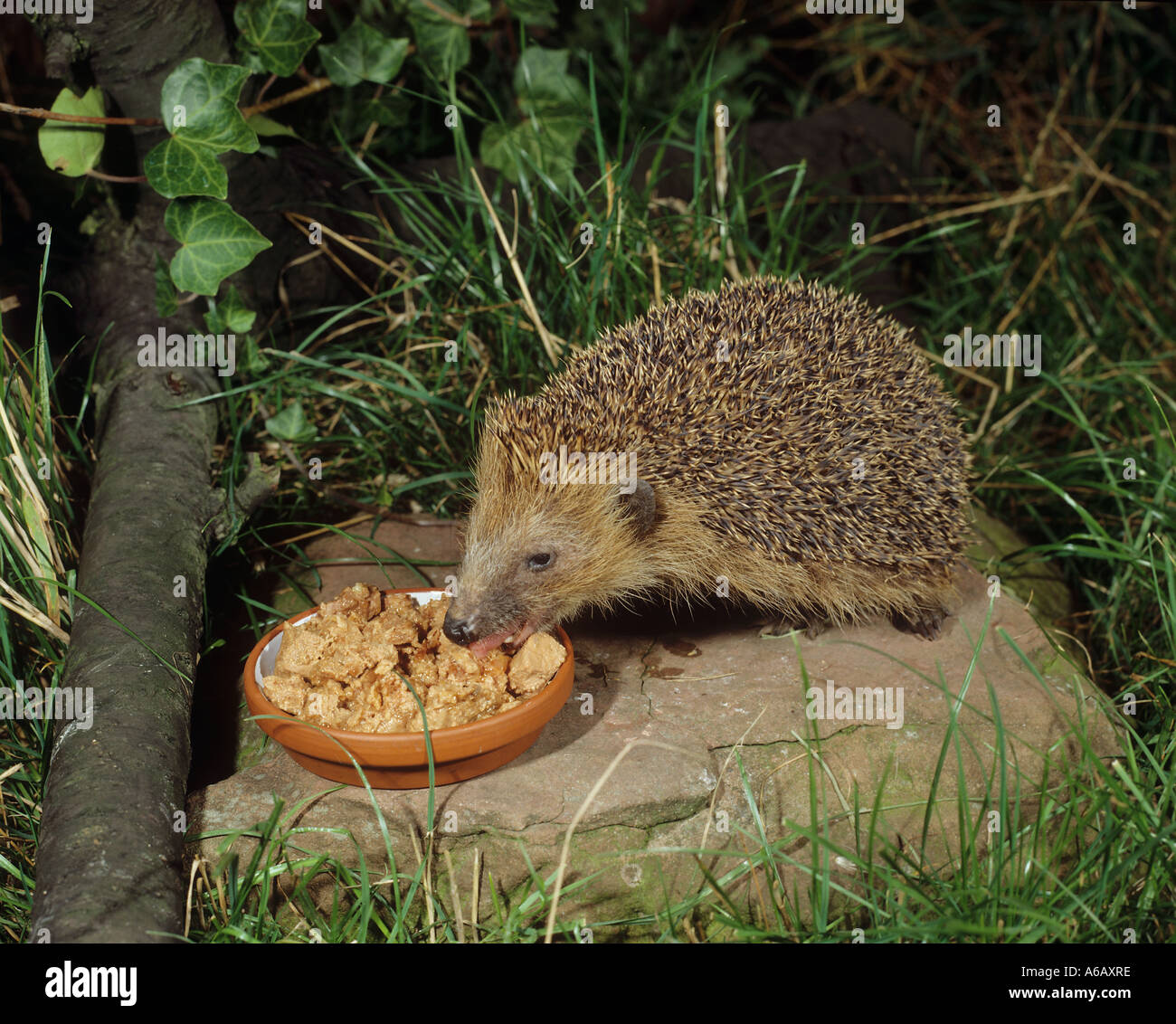 Hedgehog eating hi-res stock photography and images - Alamy