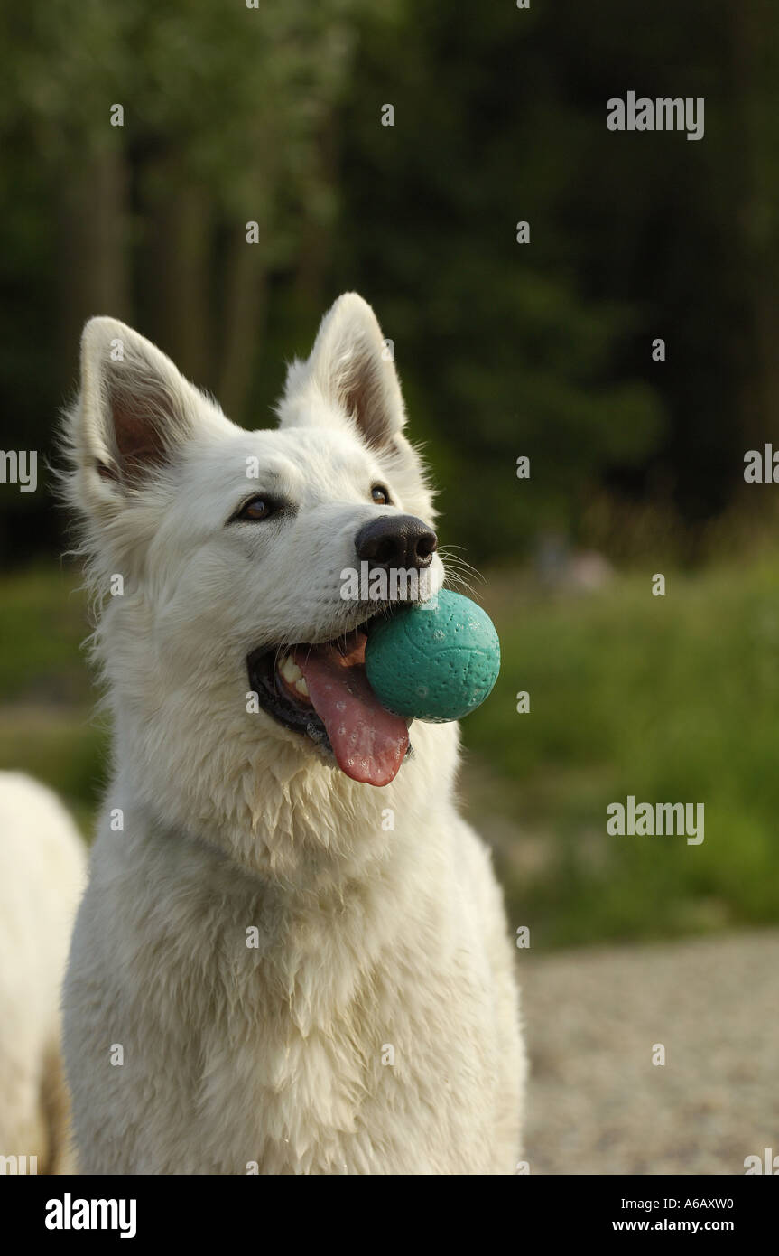 white Swiss shepherd dog Canadian shepherd dog with toy Stock Photo - Alamy