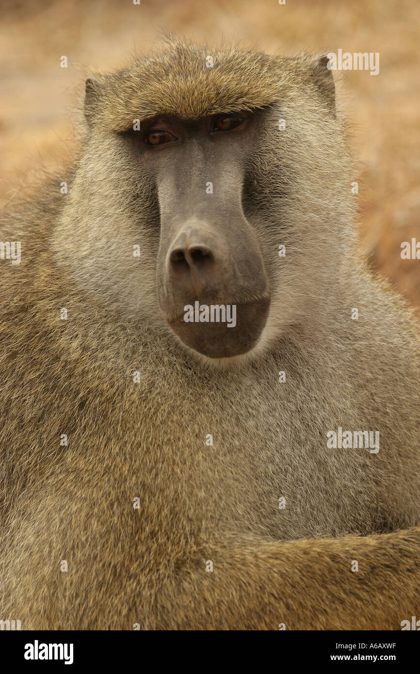 male Yellow baboon Papio cynocephalus Stock Photo - Alamy