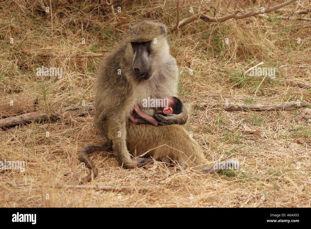 Yellow baboon female with cub in arm Papio cynocephalus Stock Photo - Alamy
