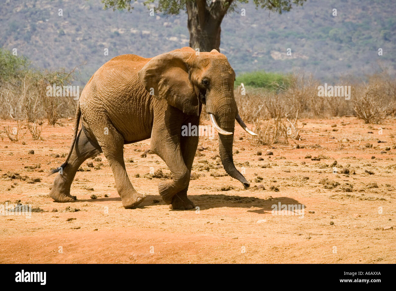 Elephant approaching artificial waterhole Ngulia Rhino Sanctuary Tsavo ...