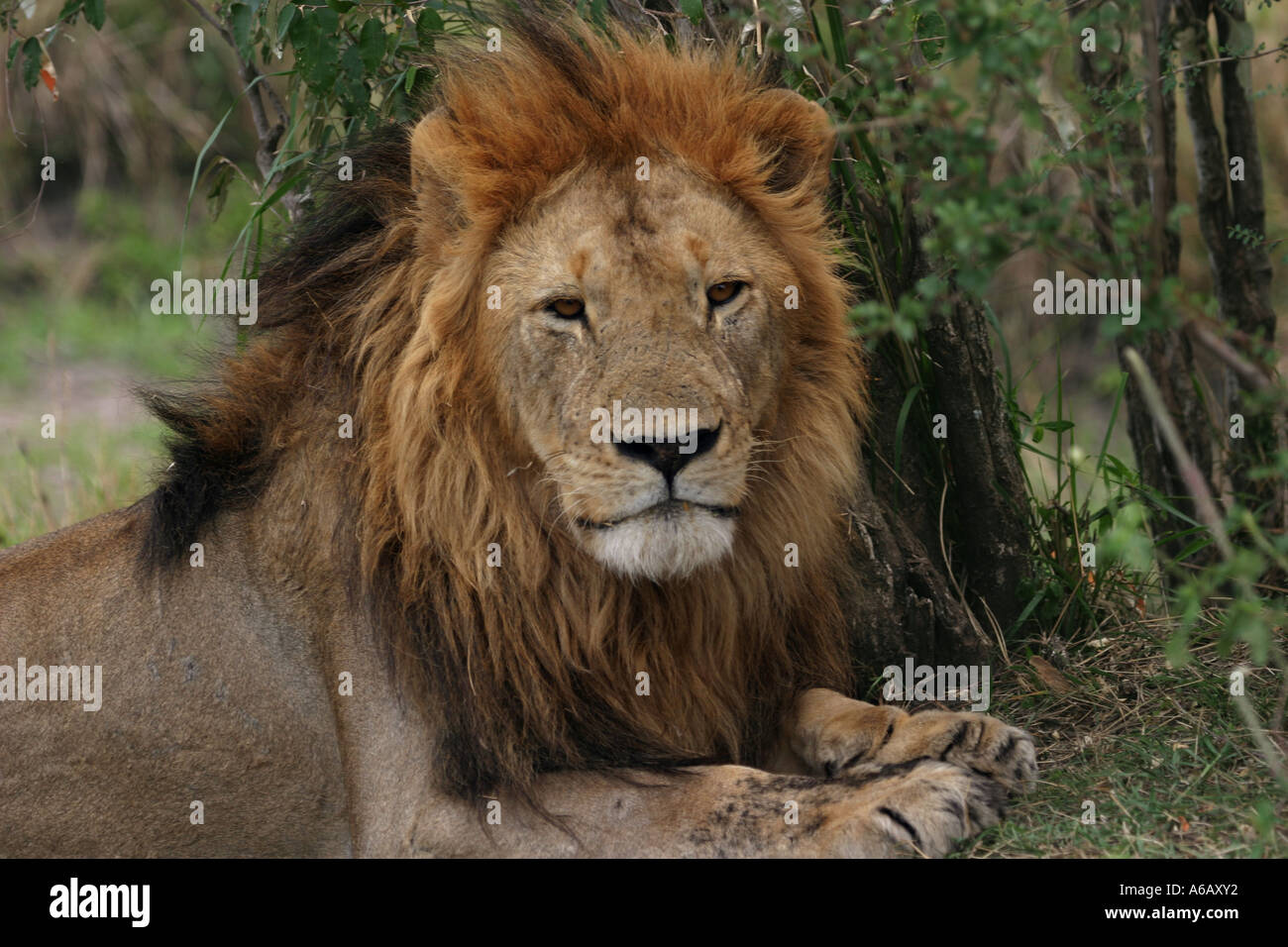 lion lying in the shadow Panthera leo Stock Photo - Alamy