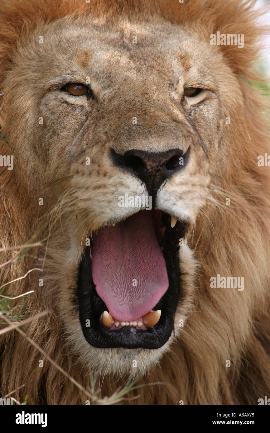 lion yawning portrait Panthera leo Stock Photo - Alamy