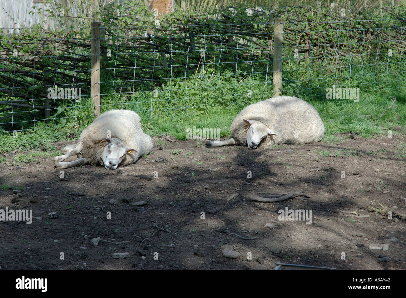 Cattle asleep hi-res stock photography and images - Alamy