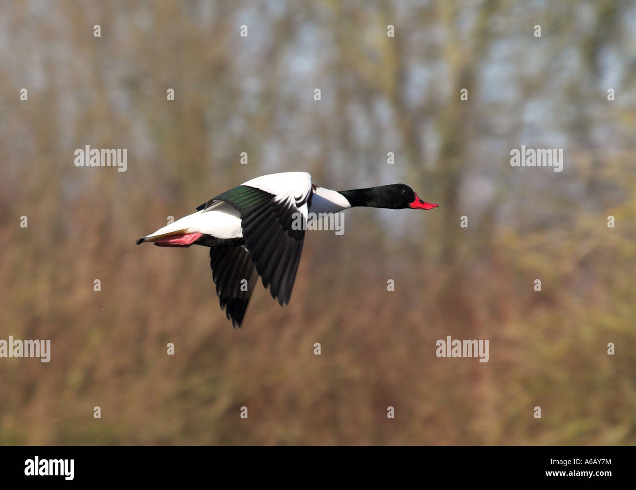 Mallard in flight Stock Photo - Alamy