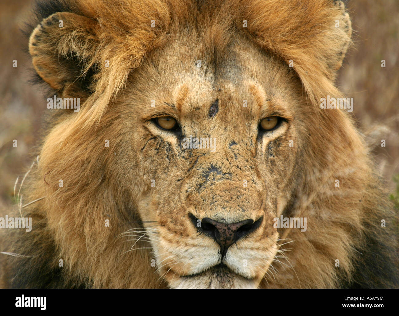 Scar Lion King High Resolution Stock Photography and Images - Alamy