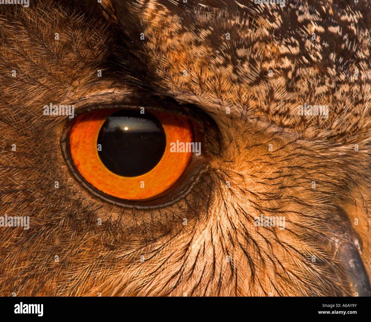 Eye of the beholder Stock Photo - Alamy