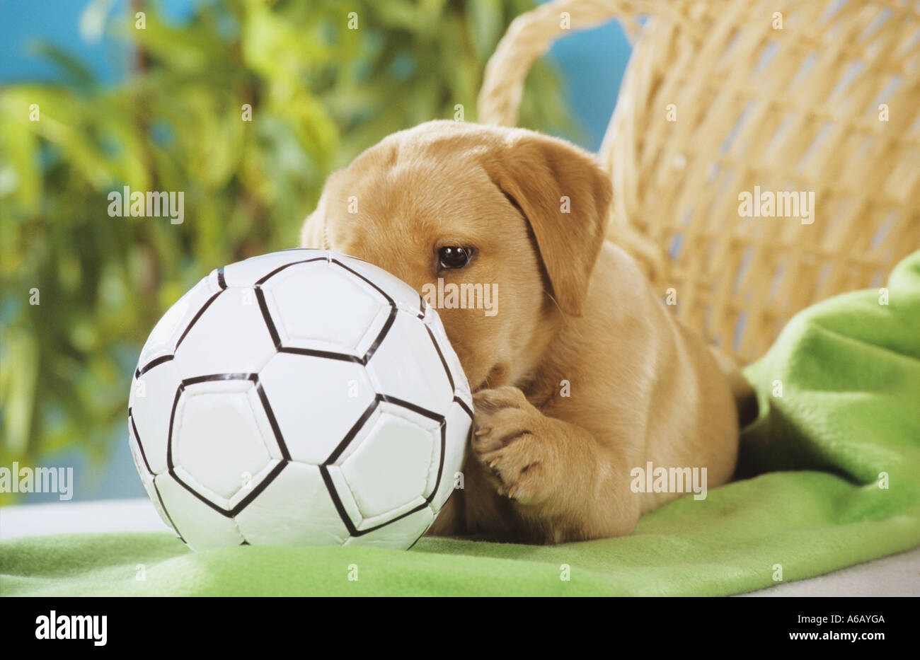 Labrador Retriever puppy with football Stock Photo - Alamy