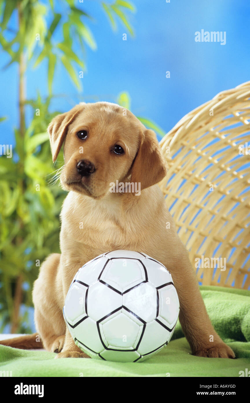 Puppies Playing Football
